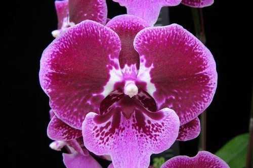 Орхидея Phal. YH0411 Benny