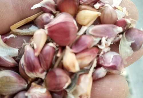 Семена чеснока бульбочки