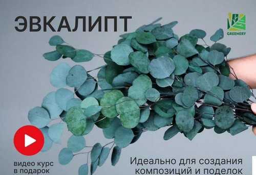 Стабилизированные растения Эвкалипт цвет зеленый
