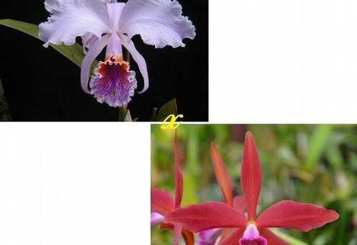 Орхидея. Каттлея. Cattleya mossiae x Lc. Zip
