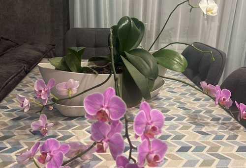 Орхидеи 3 в 1 вместе с кашпо