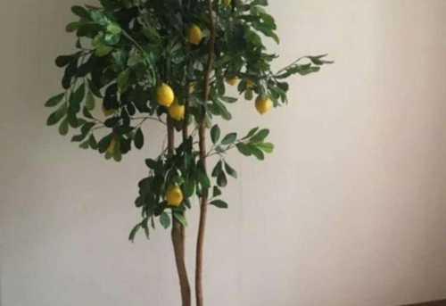 Лимонное дерево - 170см