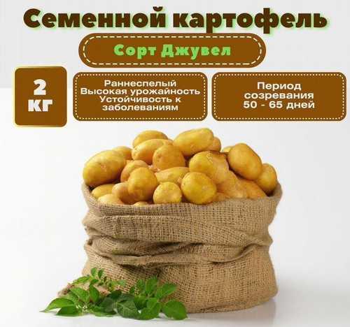 Семенной картофель