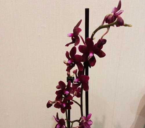 Фаленопсис, орхидея, Чёрная птичка