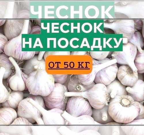 Чеснок озимый на посадку