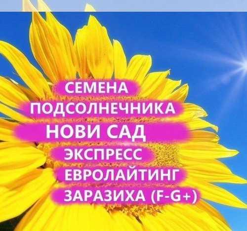 Семена подсолнечника Нсх, Нс, Нс х, Уфа
