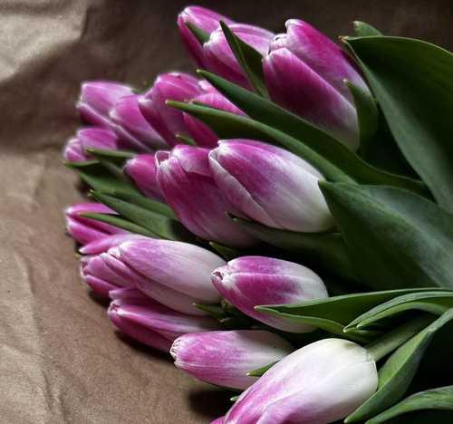 Тюльпаны розовые