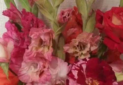 Гладиолусы,тюльпаны,лилии и др цветы на посадку