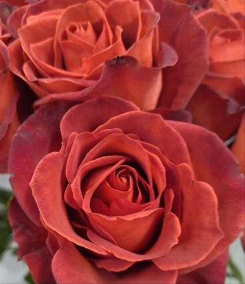 Роза, очень необычный и красивый цвет