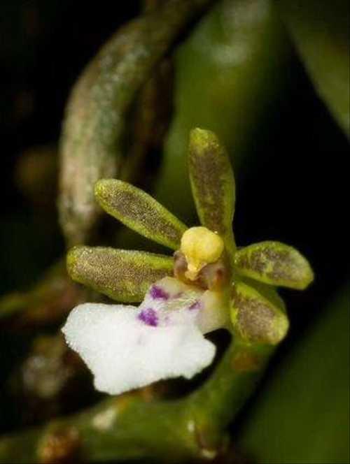 Орхидея Trichoglottis Triflora