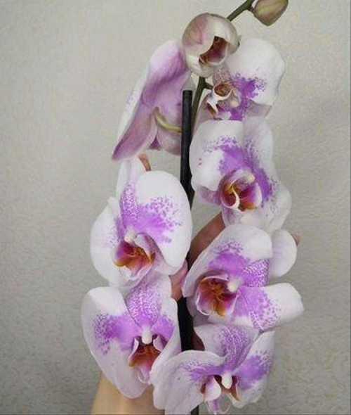 Орхидея фаленопсис Pinki