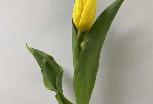 Тюльпаны к 8 марта опт и розница