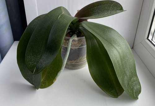 Орхидея Phal. Sogo Dothy x schilleriana (Clone)
