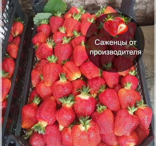 Рассада клубники фриго флорида бьюти