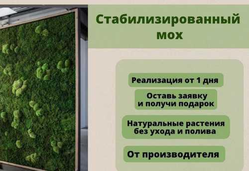 Стабилизированный мох