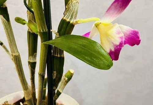Дендробиум нобиле орхидея
