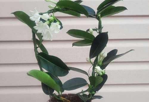 Стефанотис (Мадагаскарский жасмин, Цветок невесты)