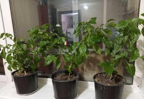 Перец хабанеро (растение в горшке)