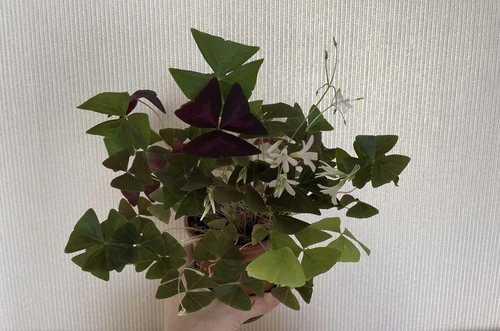 Кислица оксалис зеленая и фиолетовая