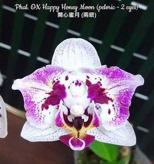 Орхидея Phal. OX Happy Honey Moon (peloric - 2 eye