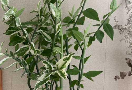 Педилантус -комнатное растение