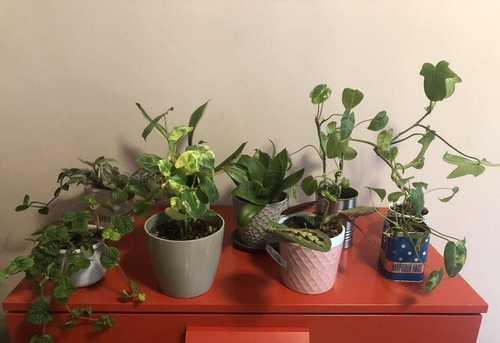 Много разных комнатых растений