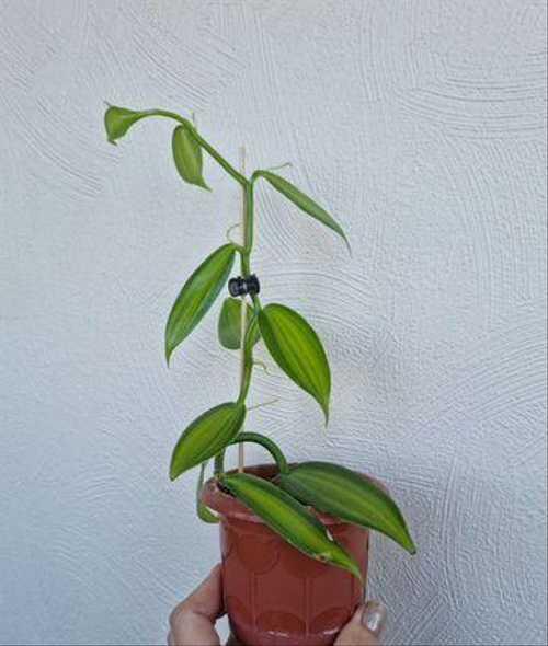 Vanilla Planifolia Variegata Ванильная орхидея