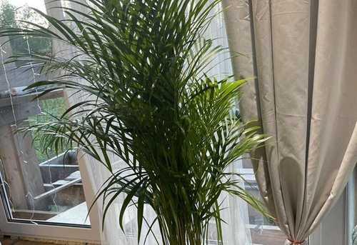Пальма дипсис 130-150 см