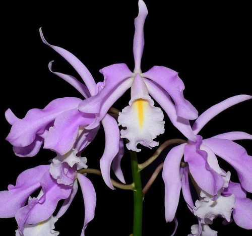 Орхидея Cattleya maxima 'Yellow lip' x '2326'