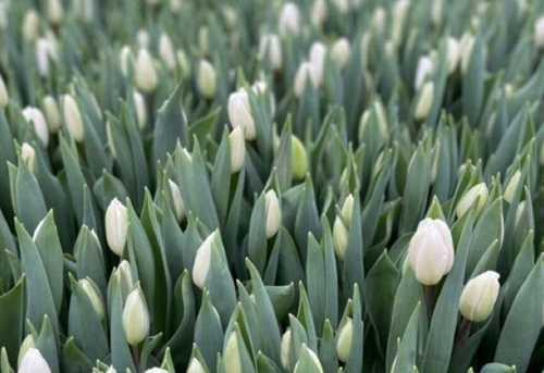 Тюльпаны розница к 8 марта