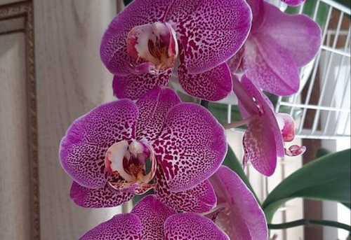 Орхидея Phal. Younghome Maple Red