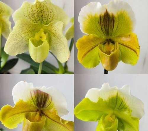 Орхидеи башмачки пафиопедилумы