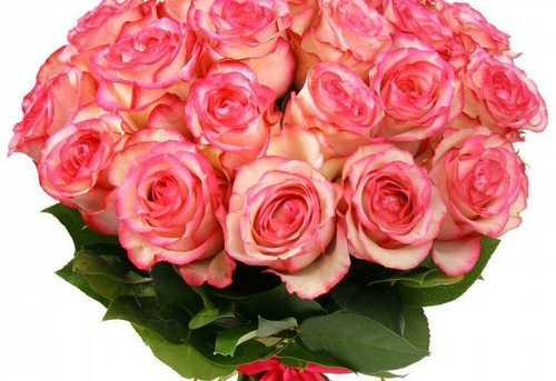 Цветы розы и букеты. Букет из 25 бело-розовых эква