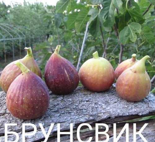 Саженцы Инжира Брунсвик