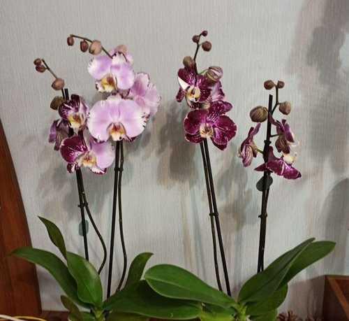 Орхидея фаленопсис Art Nouveau, 2 ствола
