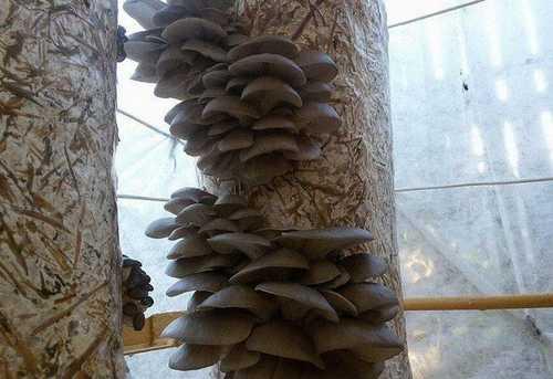 Мицелий грибов Вешенка интересно просто и вкусно