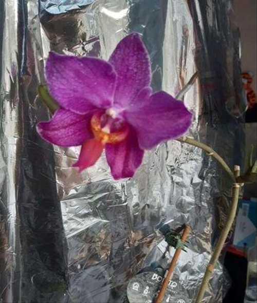Орхидея фаленопсис,детка