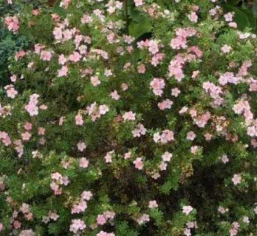 Лапчатка розовая Лавли Пинк/ цветущие кустарники