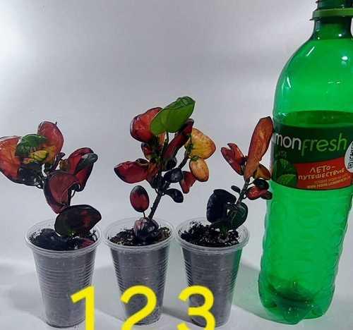 Продам кротон
