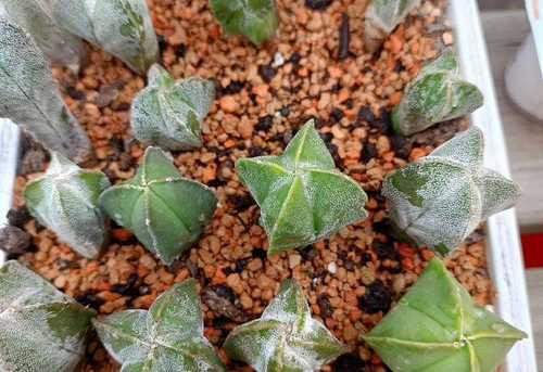 Кактус. Astrophytum myrostigma