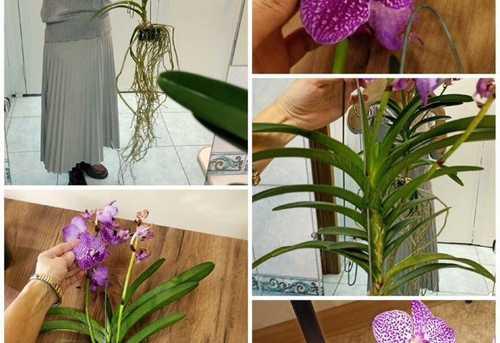 Орхидея Ванда, не цветет, разные