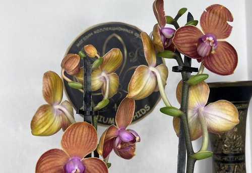 Орхидея мутация тюльпан