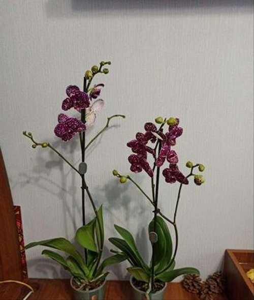 Орхидея фаленопсис Дикий Кот