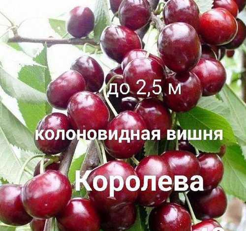 Колоновидная вишня Королева