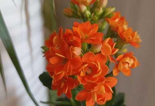 Каланхое цветущий оранжевый