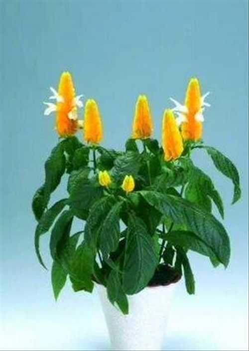 Пахистахис прекрасное растение древних богинь