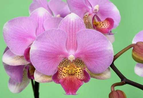 Орхидея(детка)