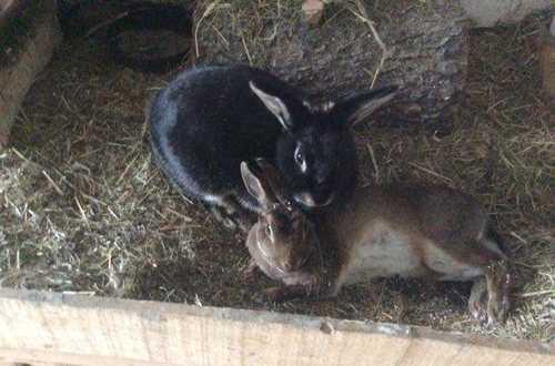 Прекрасное удобрение - кроличий навоз