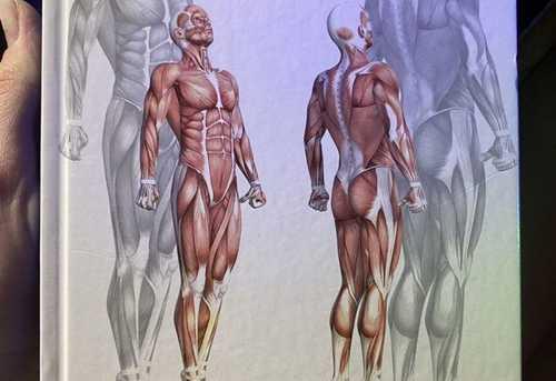 Книга функциональная анатомия человека