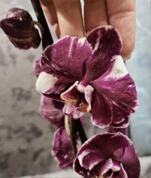 Орхидея фаленопсис каменная роза